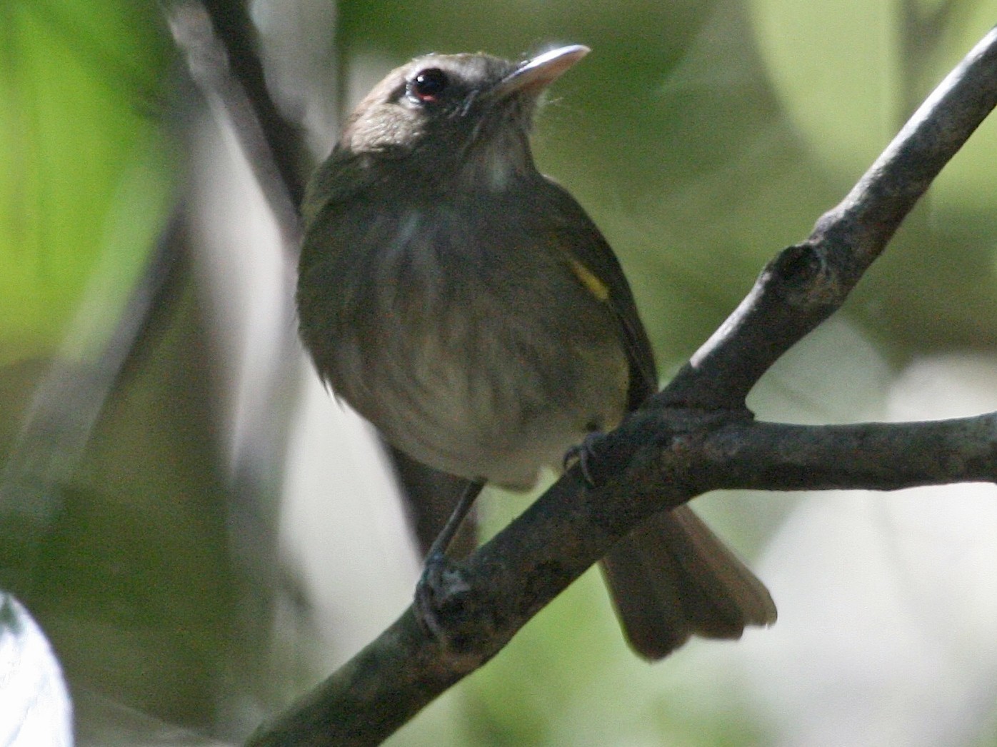Flammulated Pygmy-Tyrant - eBird