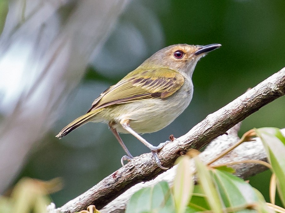 Rusty-fronted Tody-Flycatcher - eBird