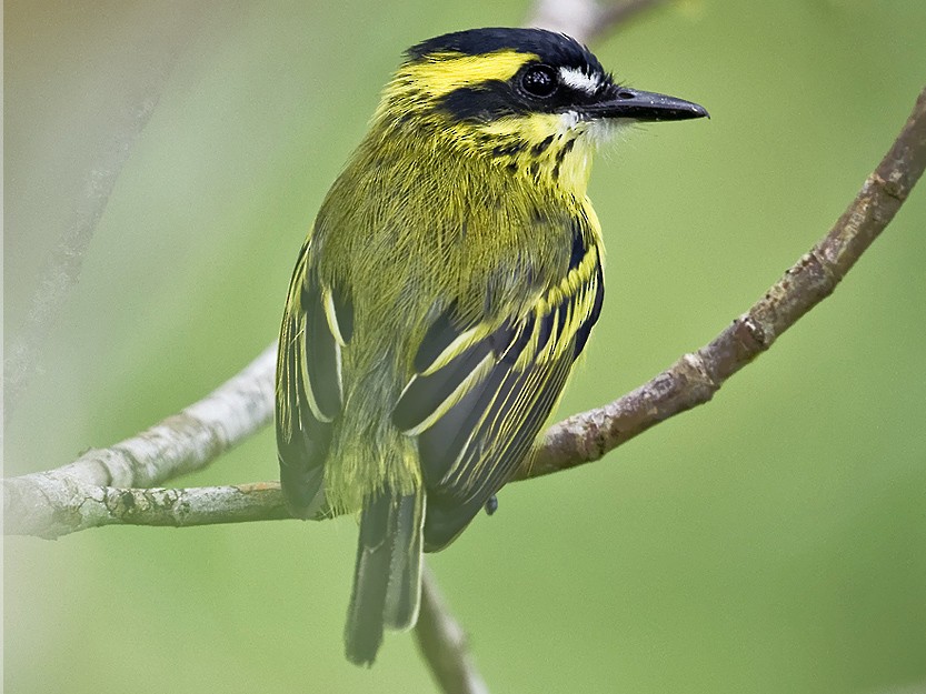 Titirijí Cejiamarillo - eBird