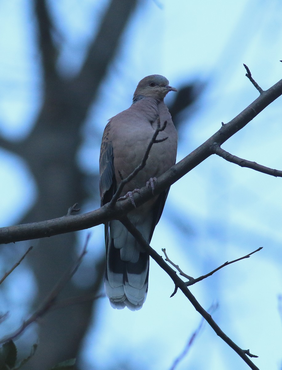 eBird Checklist - 14 Jan 2018 - Pangot - 53 species
