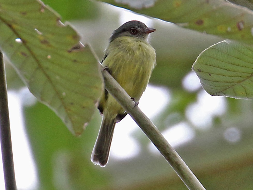 Red-billed Tyrannulet - eBird