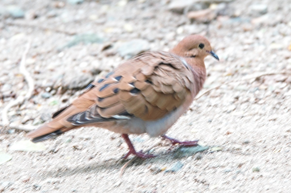 eBird Checklist - 25 Jan 2012 - VI-St Thomas-Cowpet Bay - 7 species