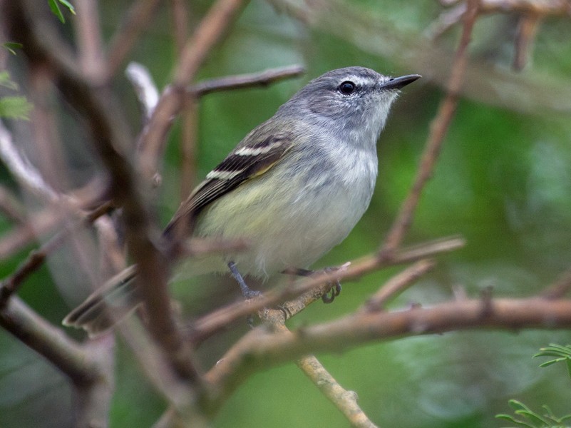 Piojito picudo - eBird