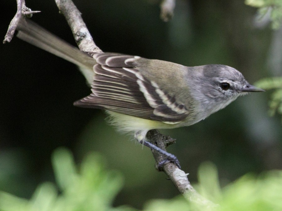 Piojito Picudo - eBird