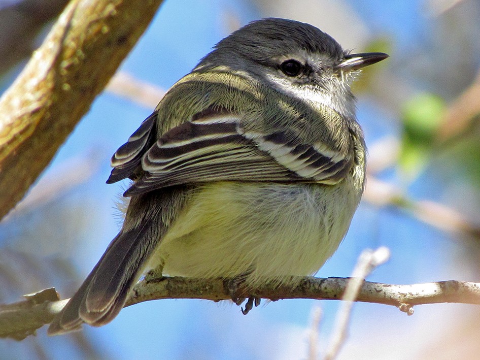 Piojito picudo - eBird