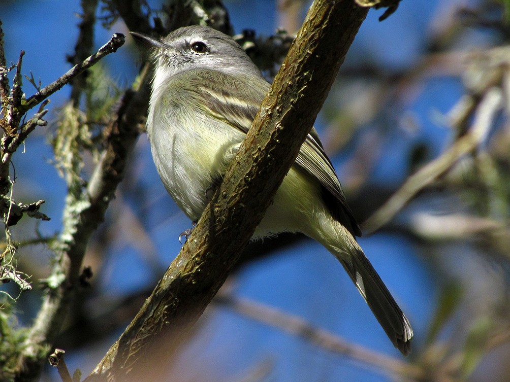 Piojito picudo - eBird
