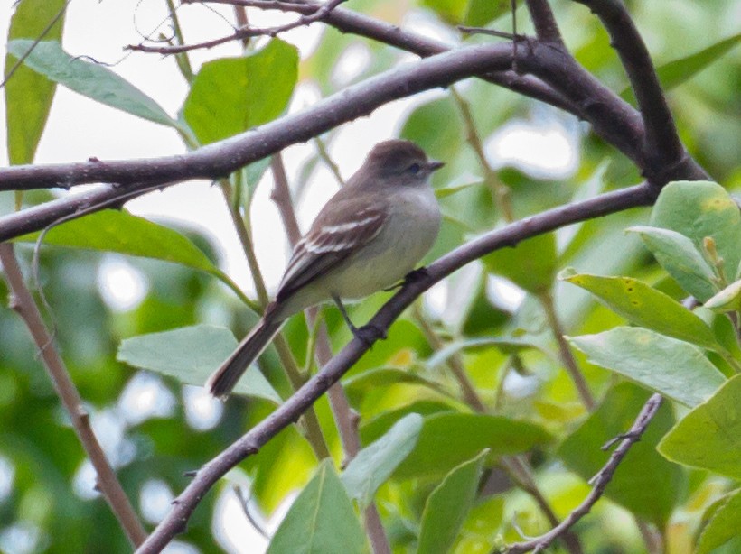 Amazonian Scrub-Flycatcher - eBird