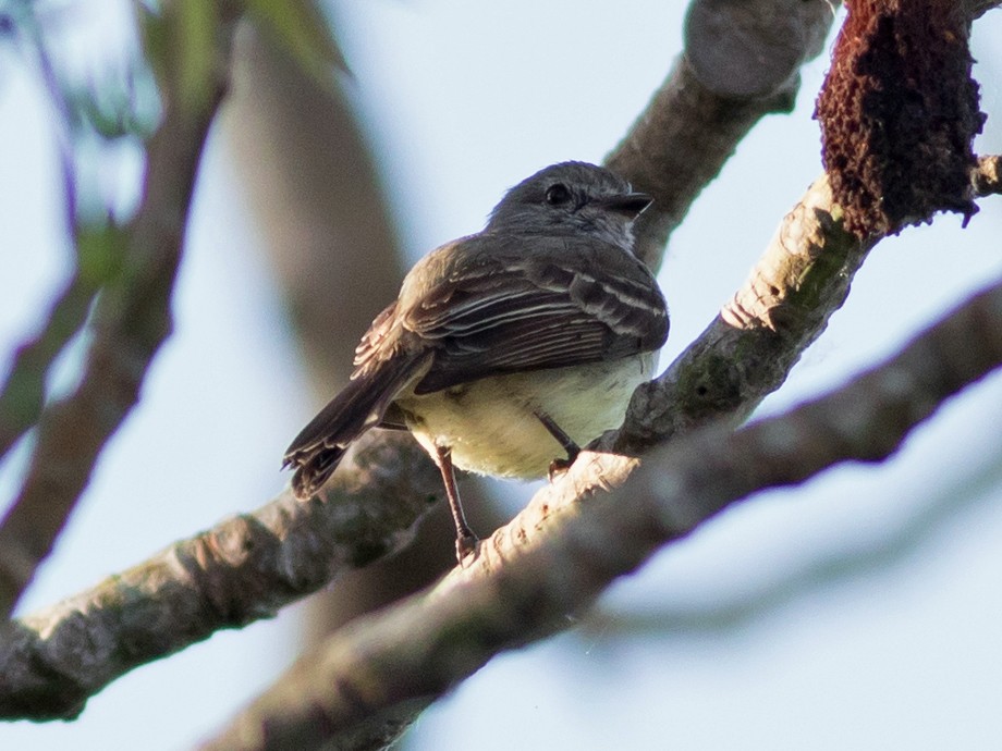 Amazonian Scrub-Flycatcher - eBird