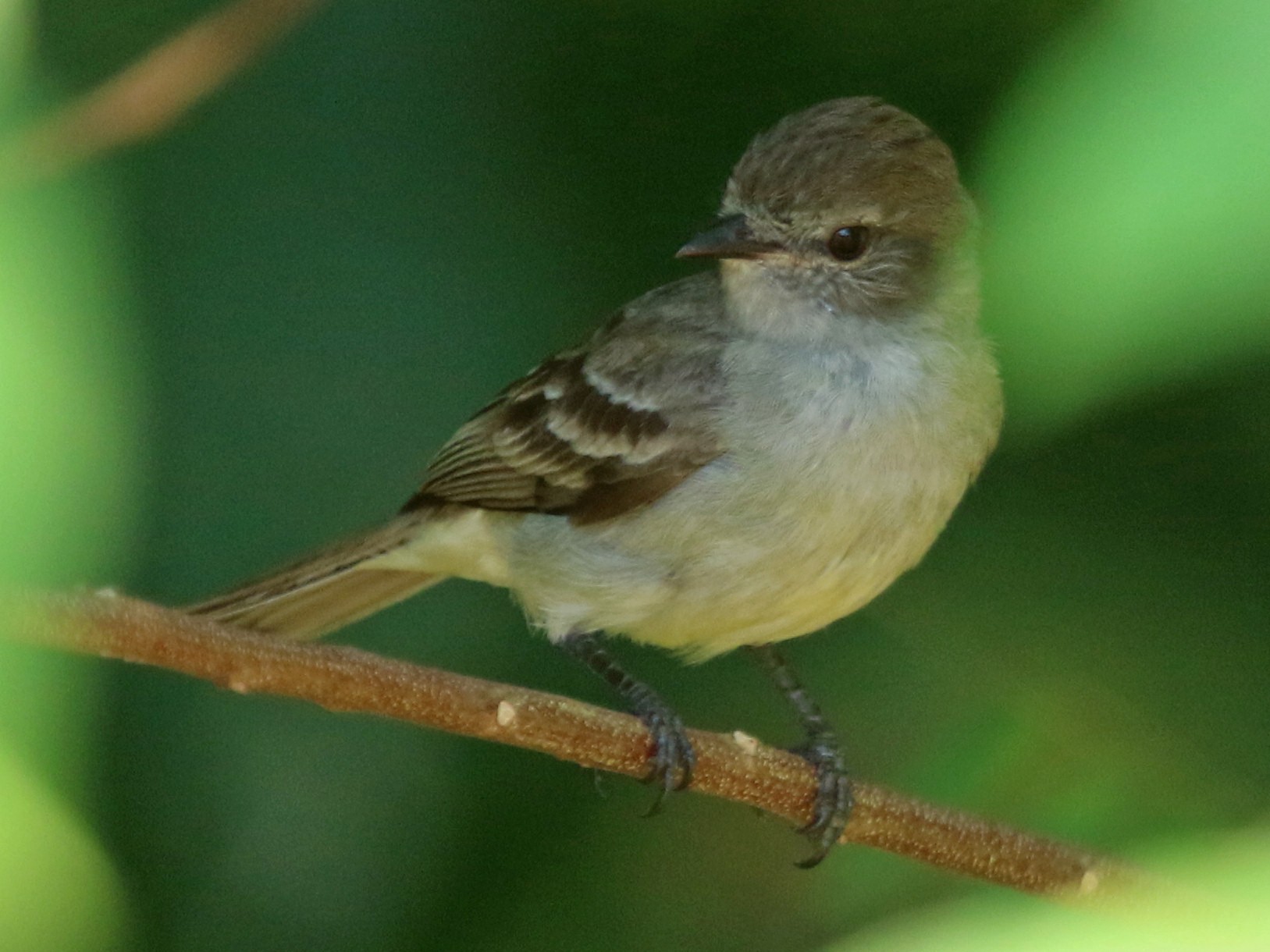 Amazonian Scrub-Flycatcher - eBird