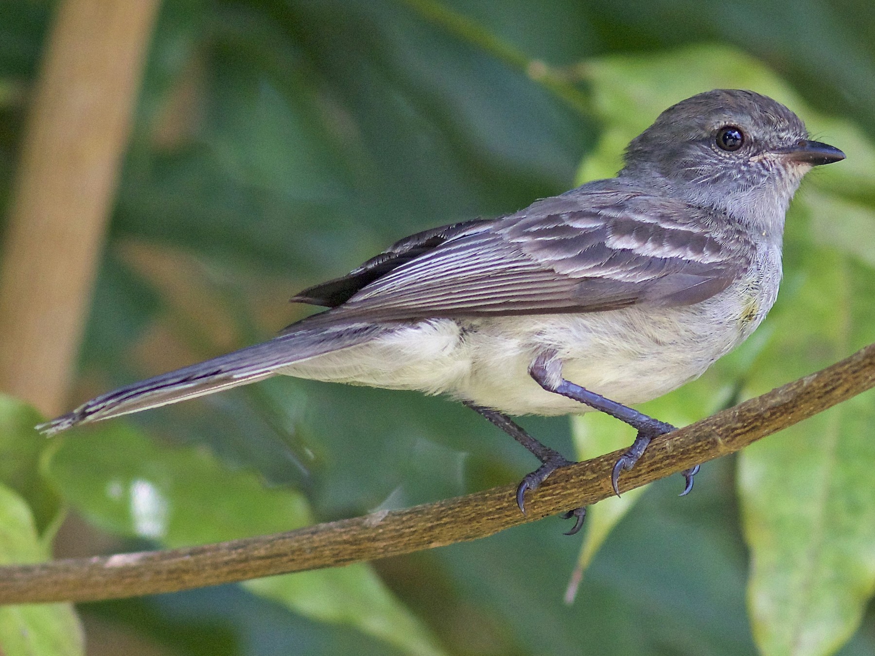 Amazonian Scrub-Flycatcher - eBird