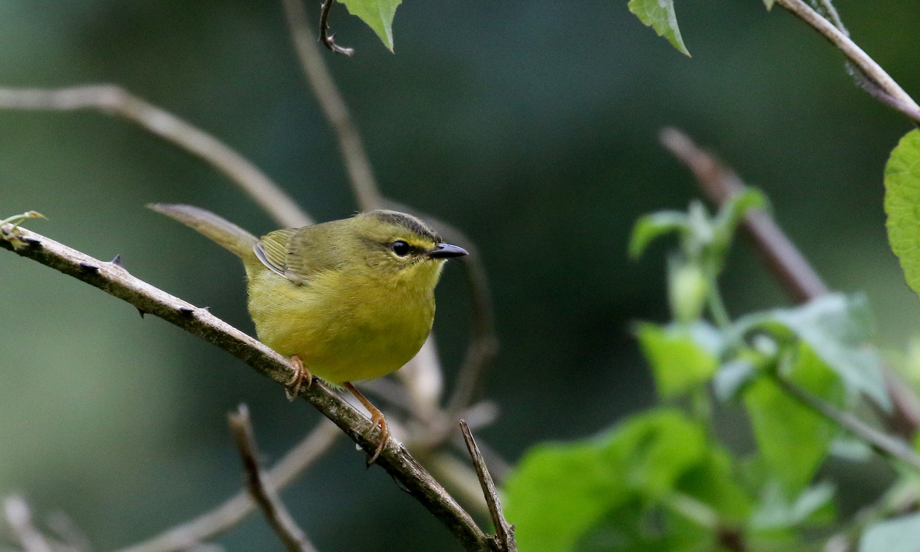 Two-banded Warbler (Two-banded) - eBird
