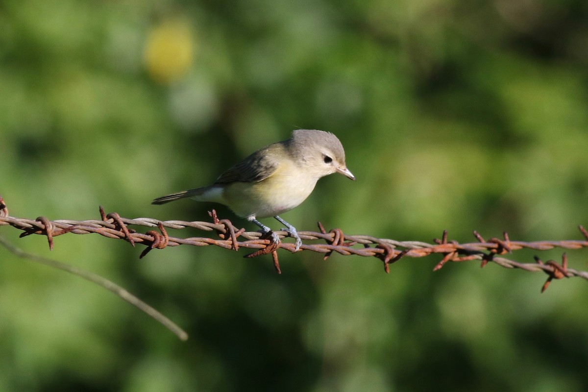 eBird Checklist - 24 Aug 2019 - Trout Brook Valley Conservation Area ...