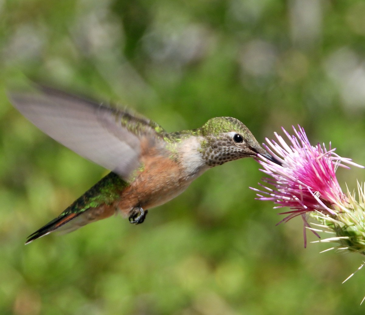 eBird Checklist - 24 Aug 2019 - Spring Mountains NRA--Mt. Charleston ...