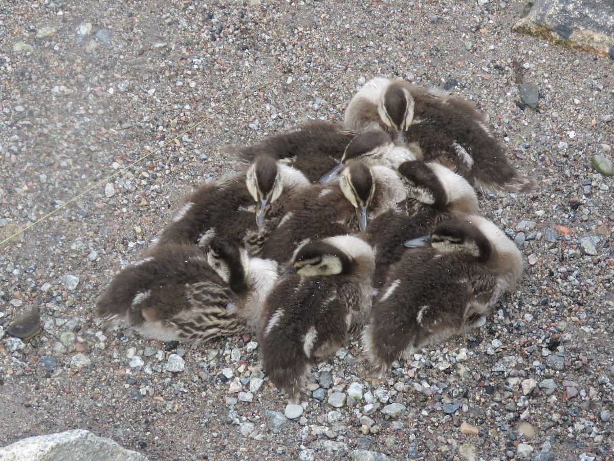eBird Checklist - 7 Aug 2019 - Qaqortoq - 8 species