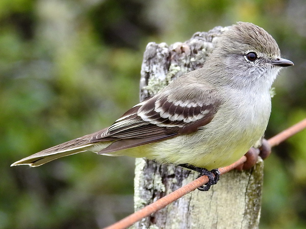 Southern Scrub-Flycatcher - Sublegatus modestus - Birds of the World