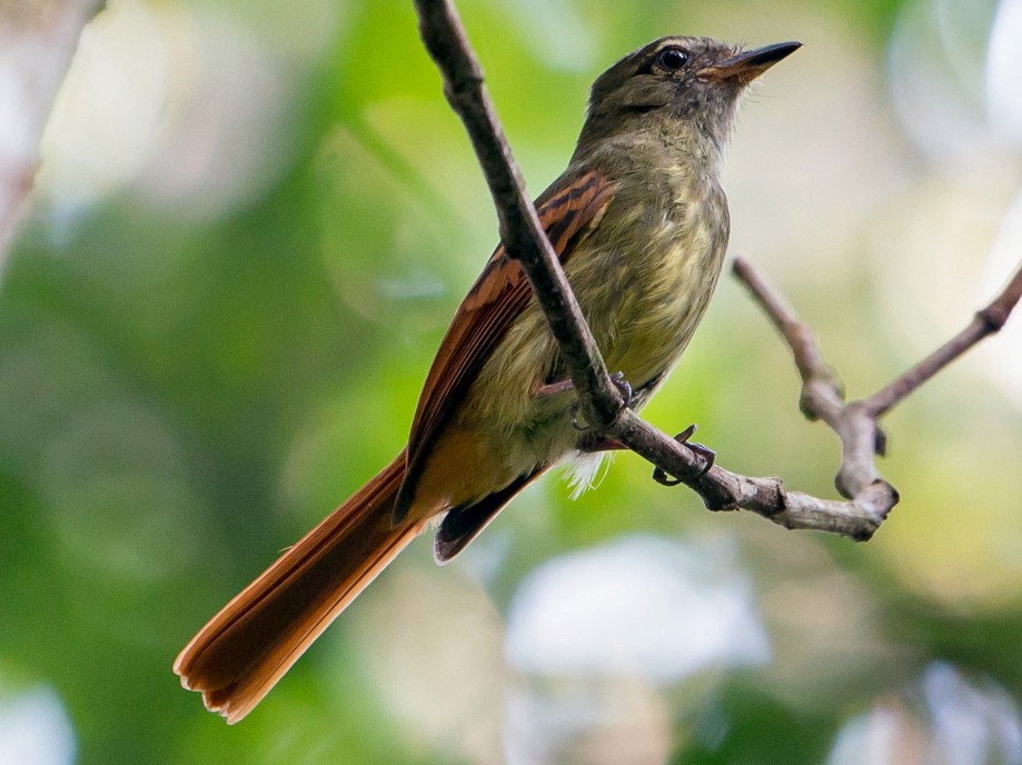 Rufous-tailed Flatbill - Ramphotrigon ruficauda - Birds of the World
