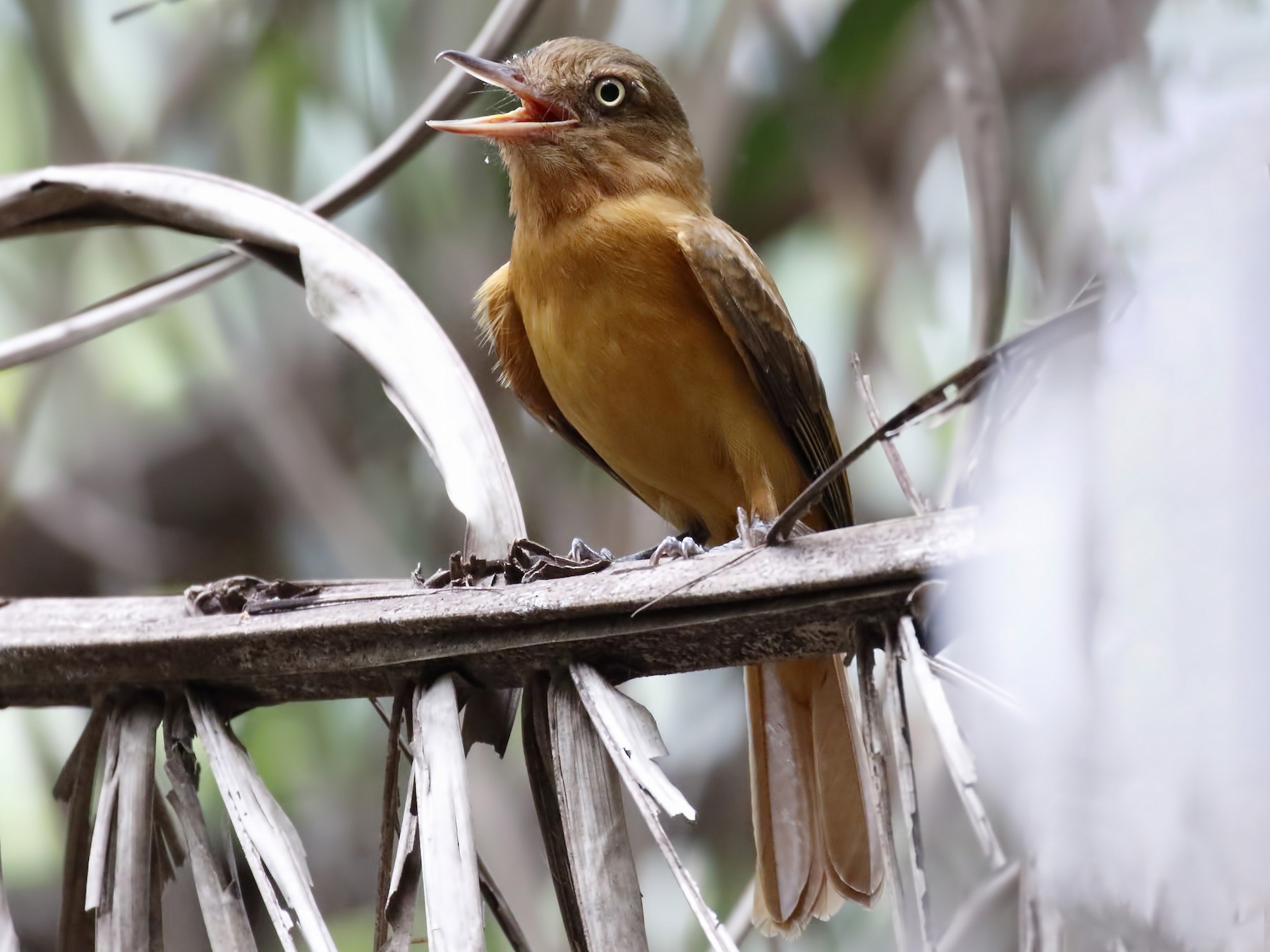 Dull-capped Attila - eBird