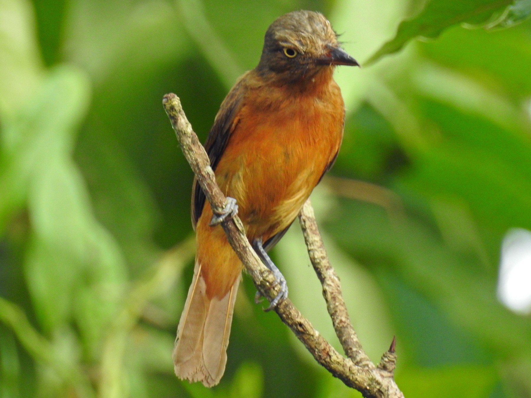 Dull-capped Attila - eBird