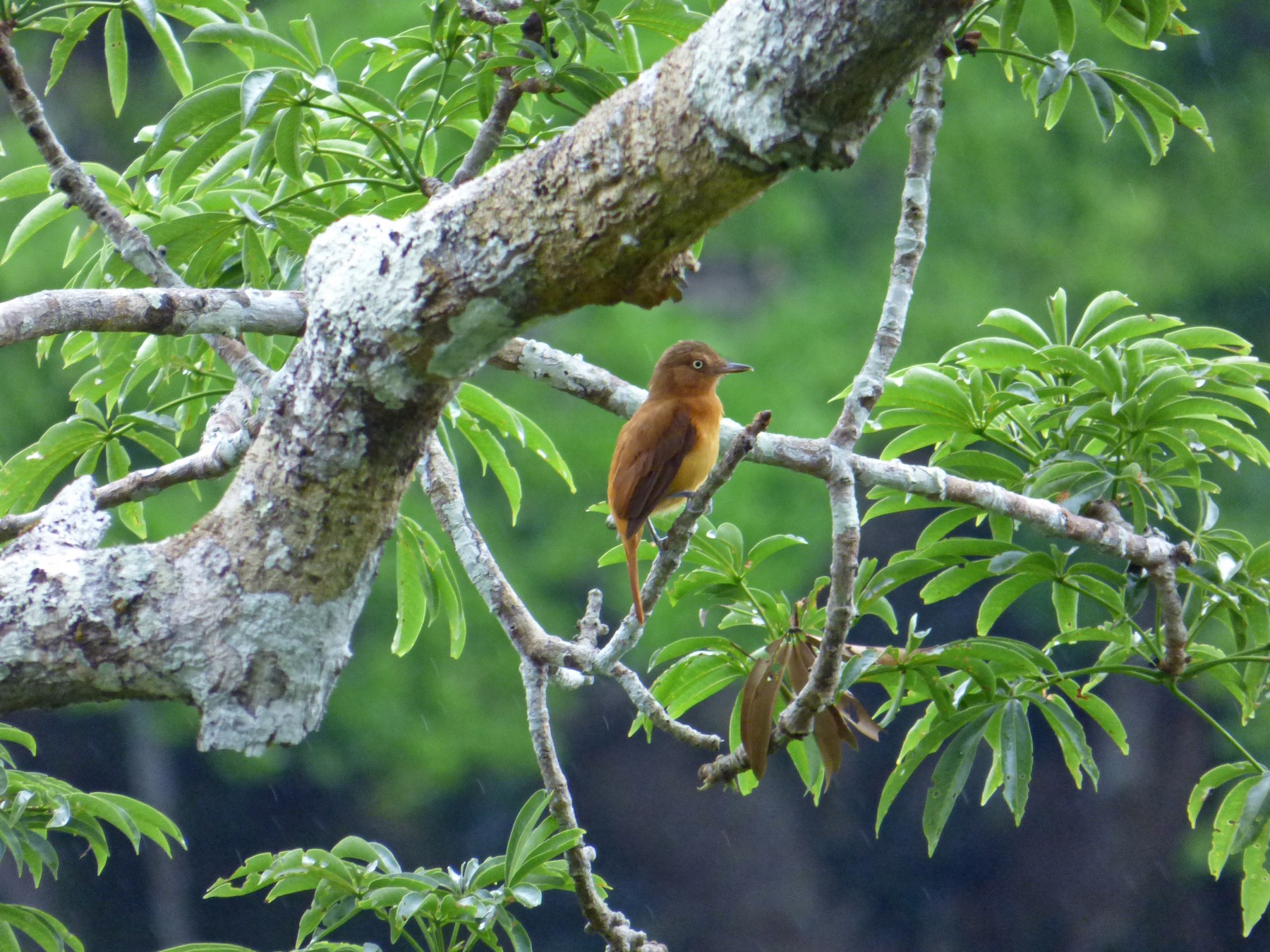 Dull-capped Attila - eBird