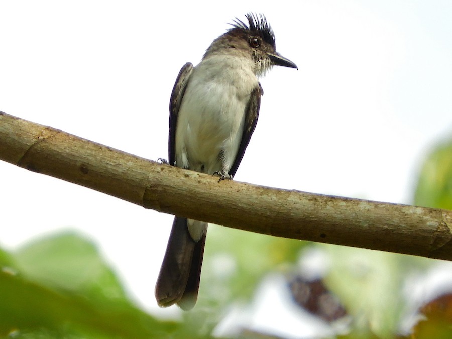 White-rumped Sirystes - eBird