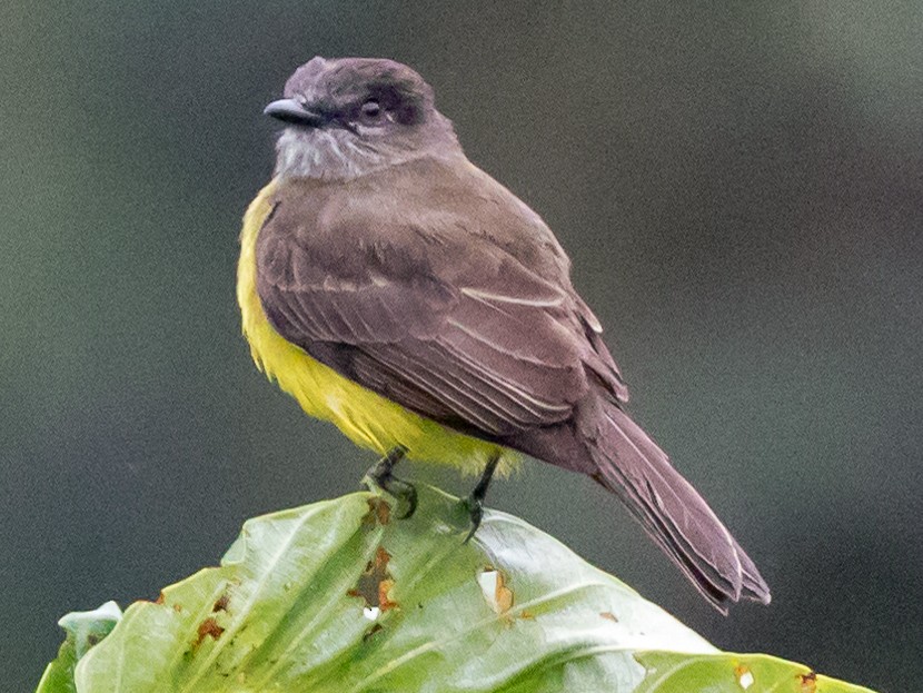 Dusky-chested Flycatcher - eBird