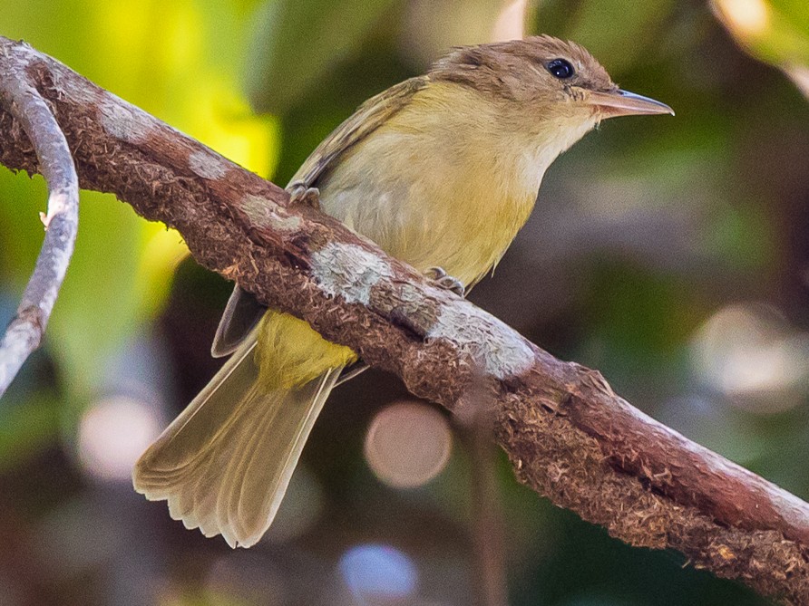 Dusky-capped Greenlet - Pachysylvia hypoxantha - Birds of the World
