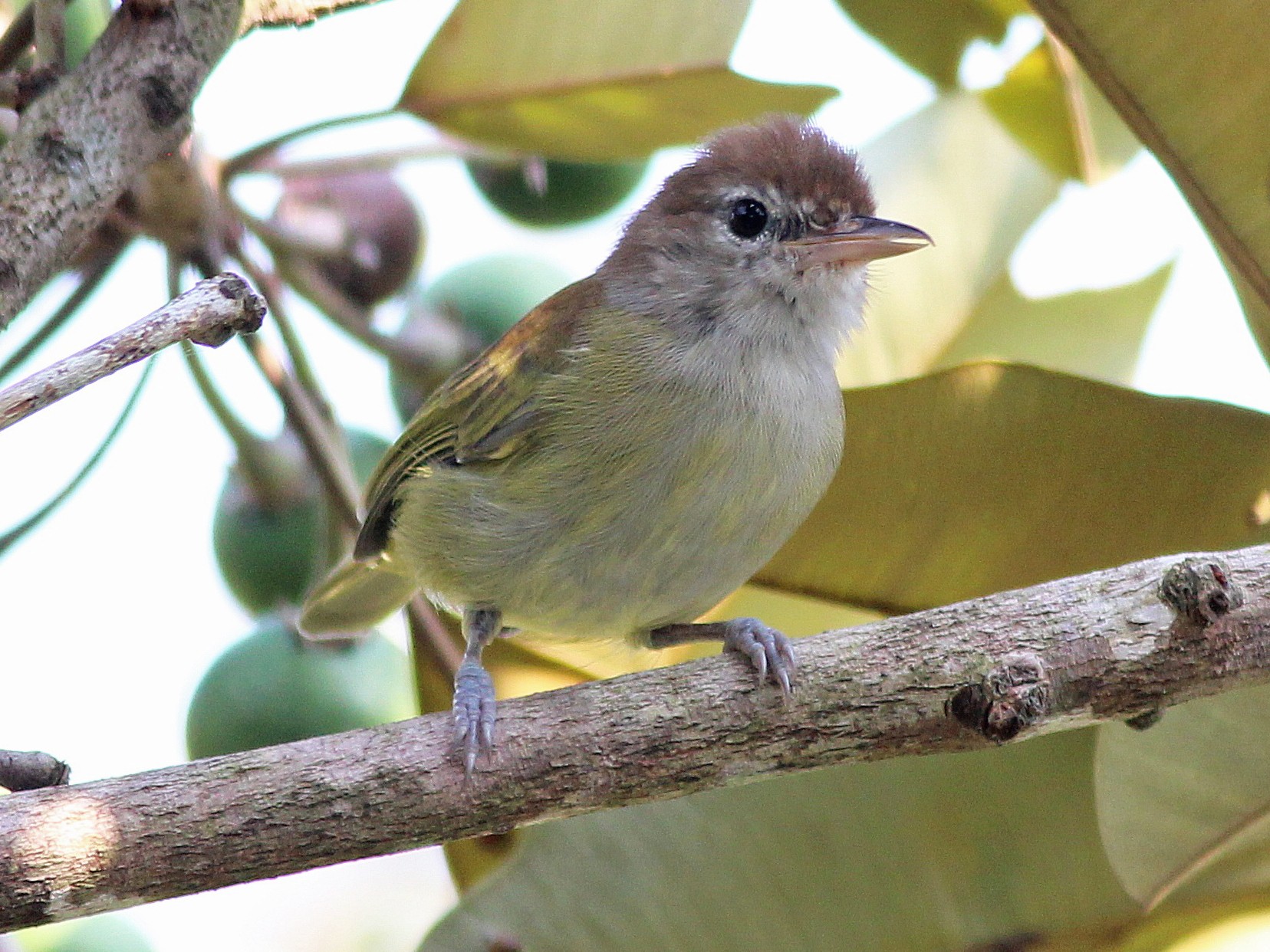 Dusky-capped Greenlet - eBird