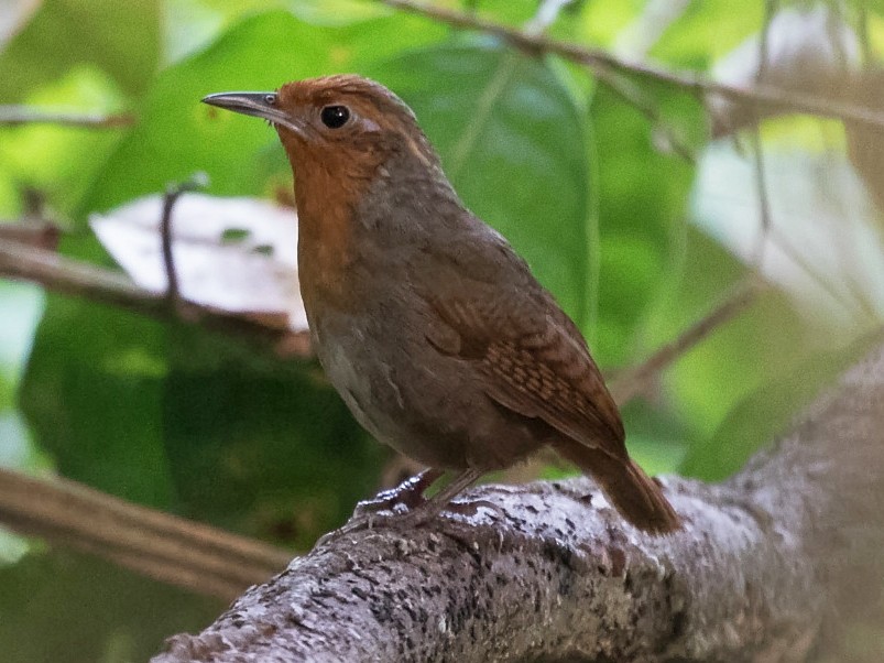 Musician Wren - eBird