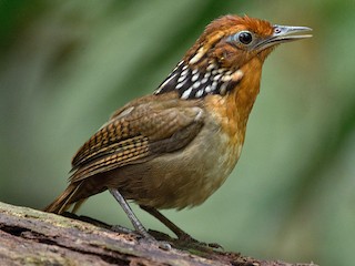 Musician Wren - Cyphorhinus arada - Birds of the World