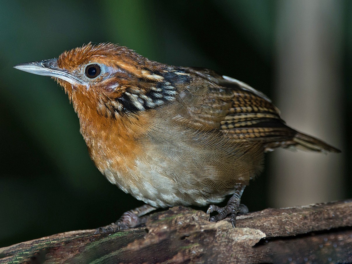 Musician Wren - eBird