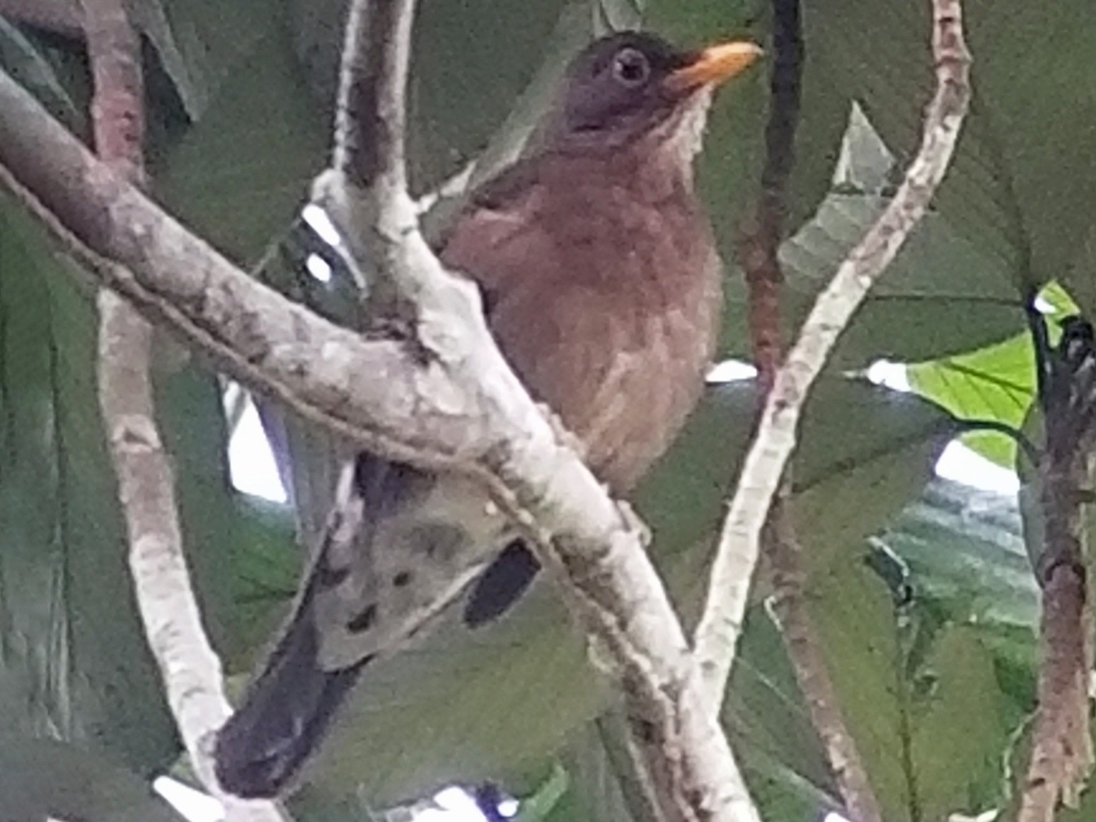 Lawrence's Thrush - eBird