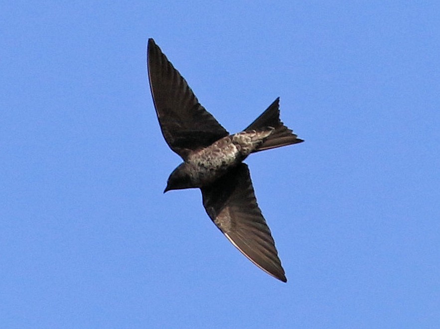 Southern Martin - eBird