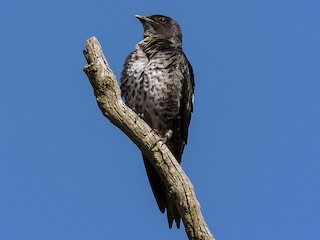 Southern Martin - eBird