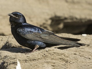 Southern Martin - eBird