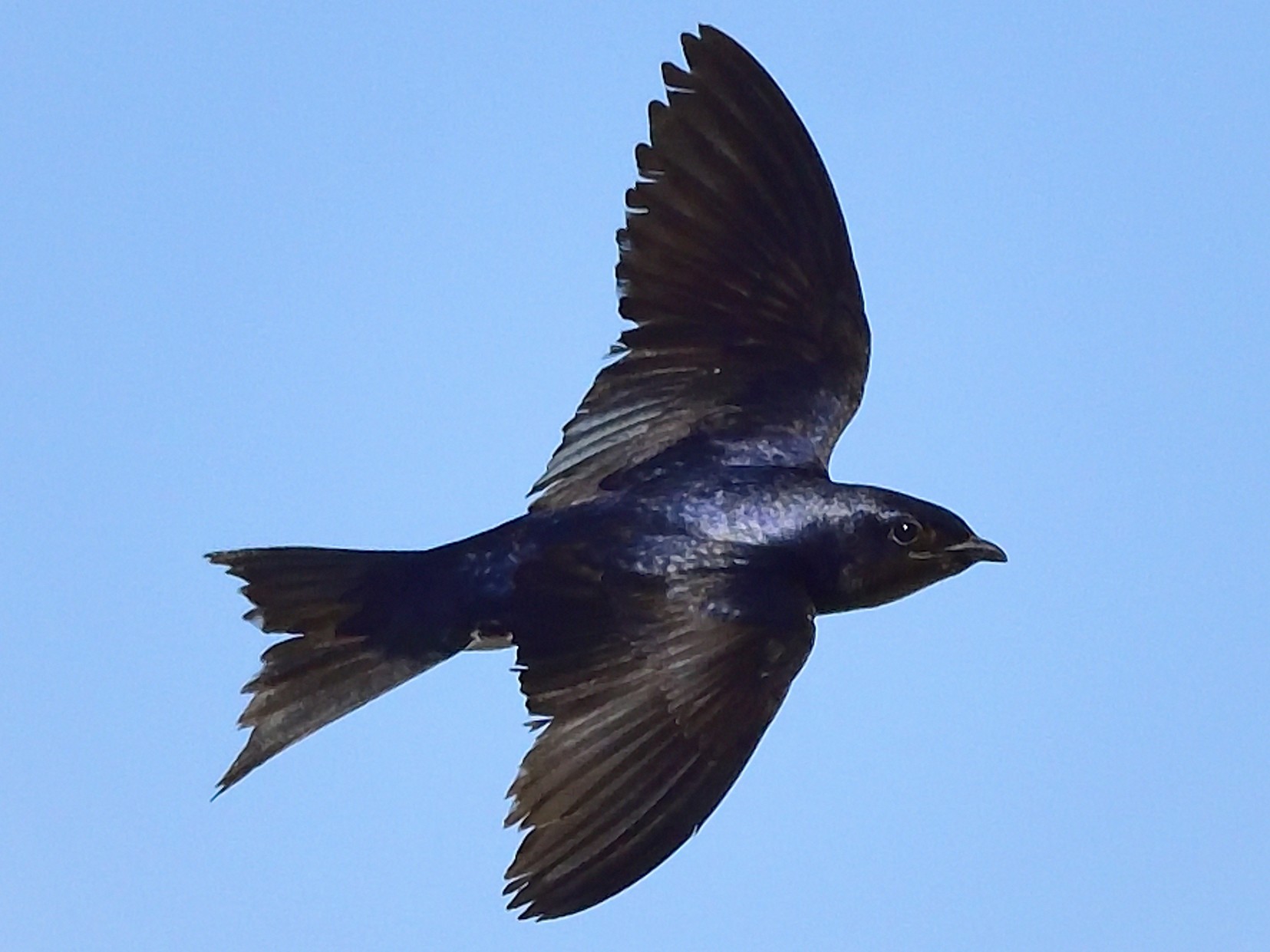 Southern Martin - eBird