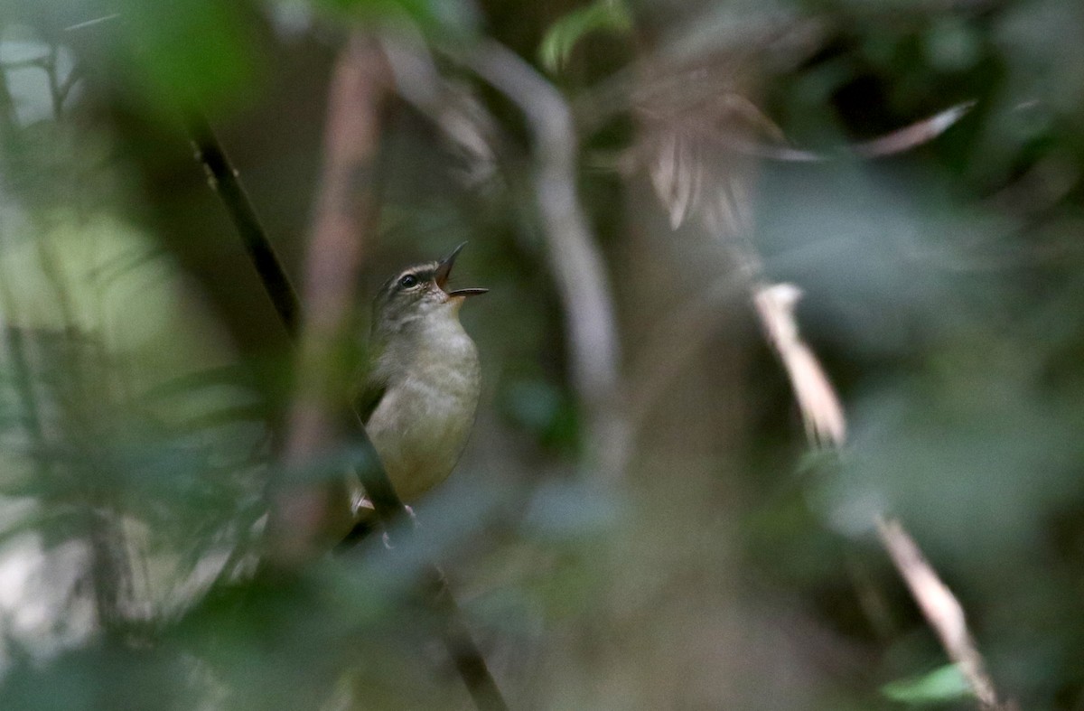 Riverbank Warbler (Bolivian) - eBird