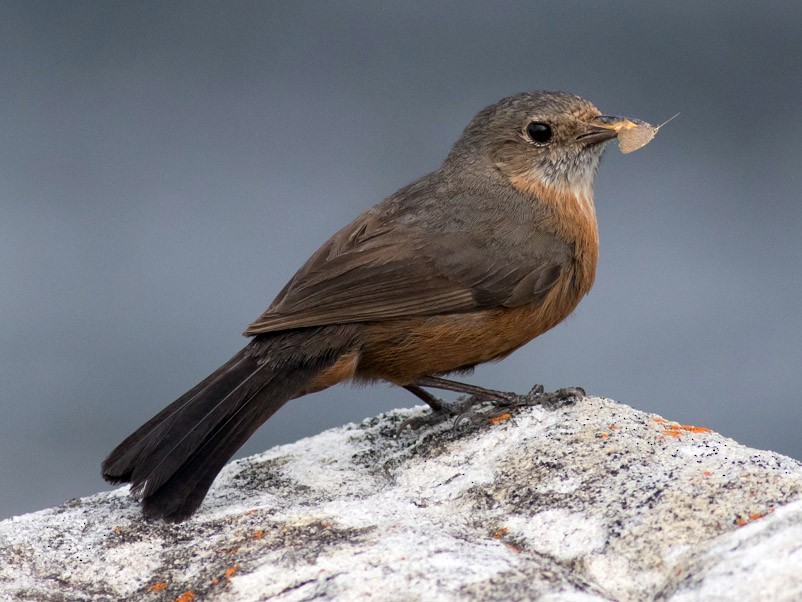 Rockwarbler - eBird