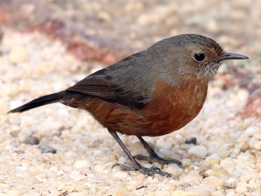 Rockwarbler - eBird