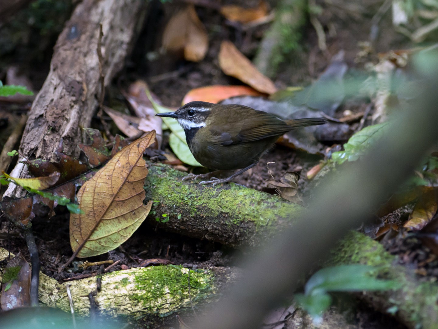 Acantiza de Helechal - eBird