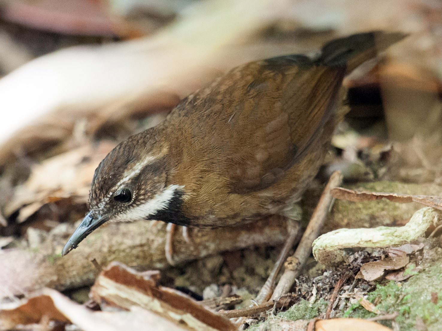 Acantiza de Helechal - eBird