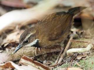 Fernwren - eBird