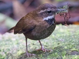 Fernwren - eBird