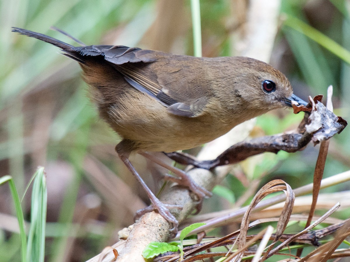 Atherton Scrubwren - Sericornis keri - Birds of the World