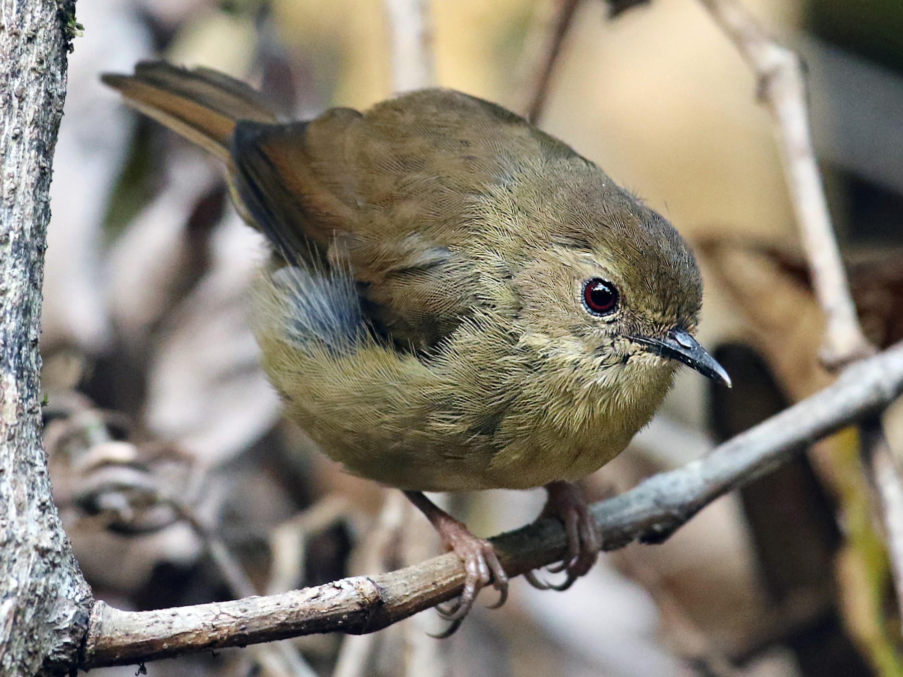 Atherton Scrubwren - eBird