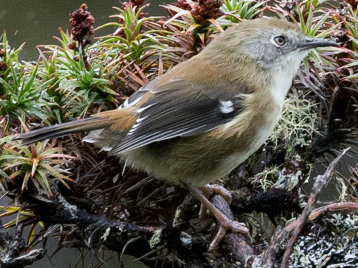 Scrubtit - Acanthornis magna - Birds of the World