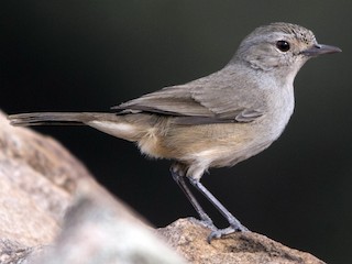 Redthroat - eBird