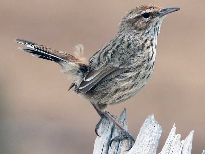 Rufous Fieldwren - eBird