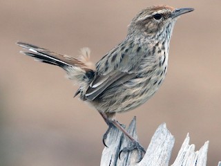 Rufous Fieldwren - eBird