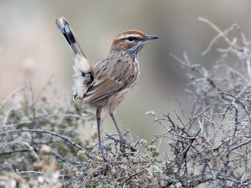 Rufous Fieldwren - eBird