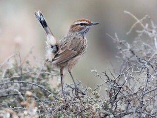 Rufous/Western Fieldwren - eBird